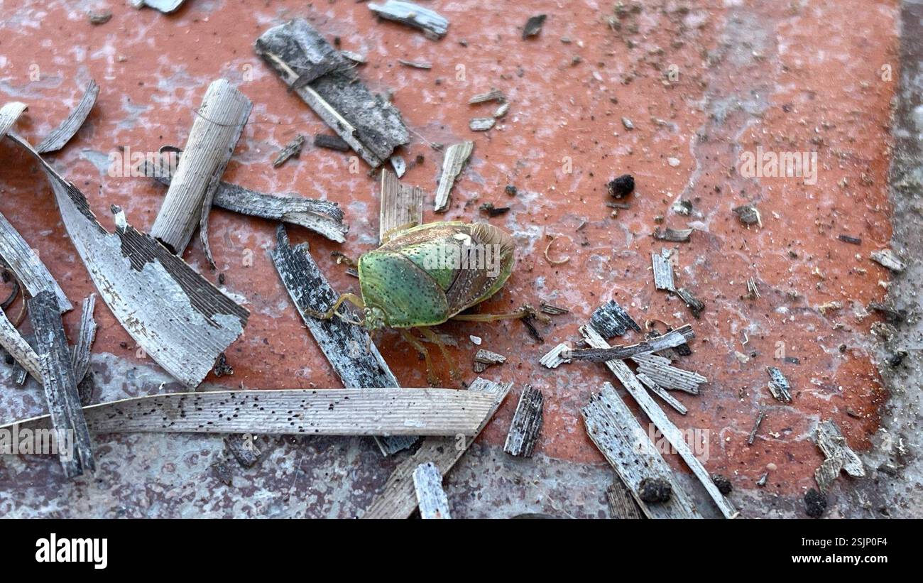 (Ascra bifida), Insecta, Calle Luna, Sayulita, NAY, MX Stock Photo - Alamy