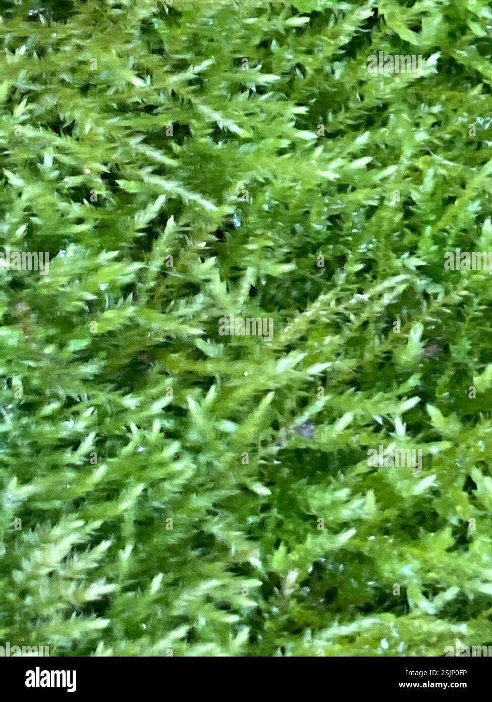 Rough-stalked Feather-moss (Brachythecium rutabulum), Plantae, Sheen ...