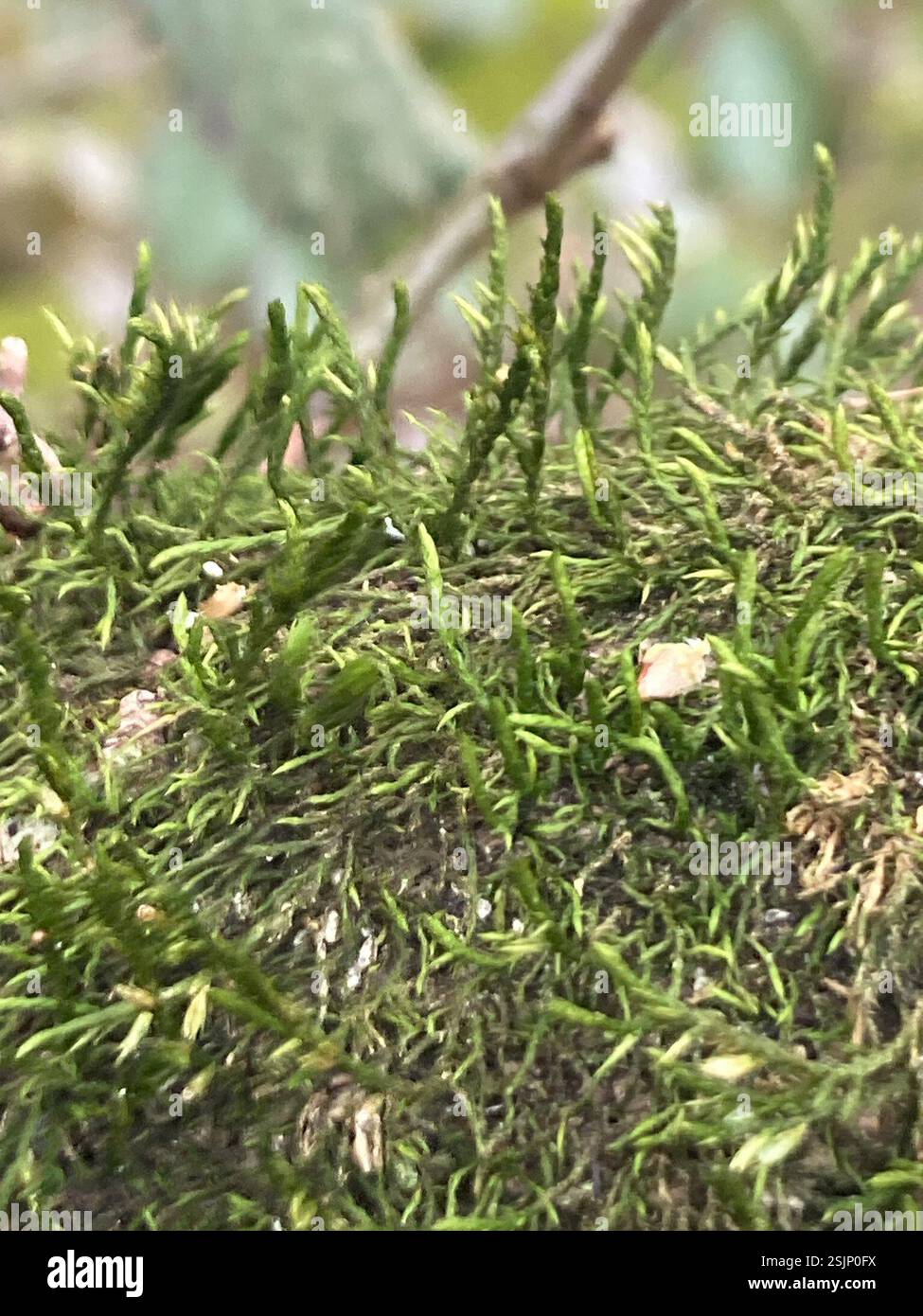Lateral Cryphaea (Cryphaea heteromalla), Plantae, Richmond Park ...
