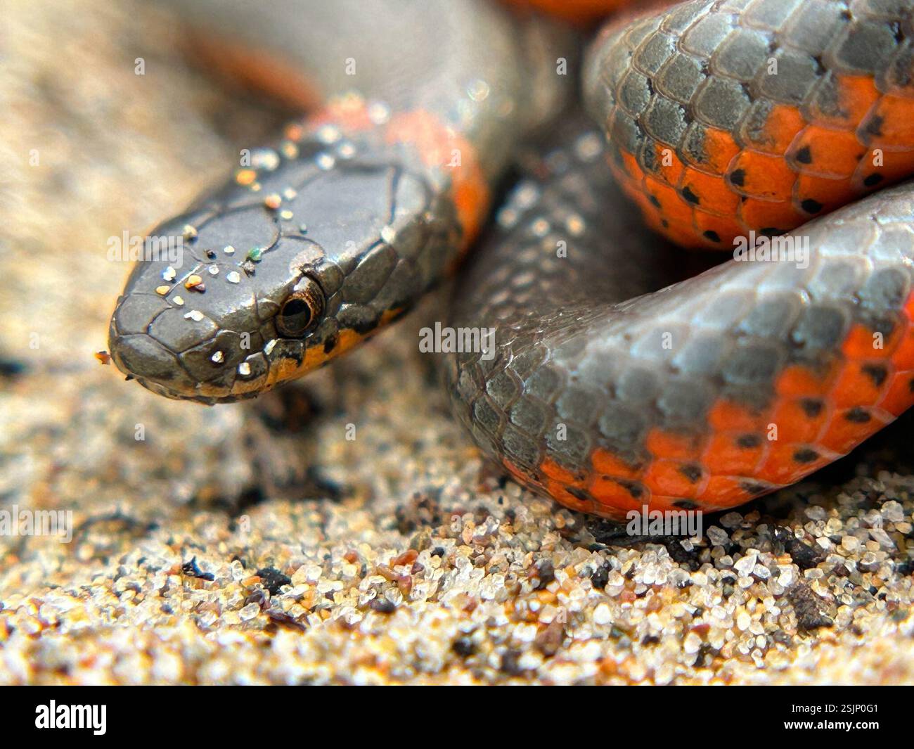 Ring-necked Snake (Diadophis punctatus), Reptilia, Los Osos, CA, US ...