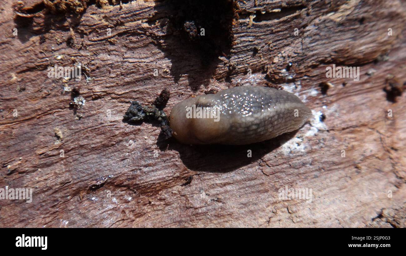 Tree slug (Lehmannia marginata), Mollusca, Маньківський район ...