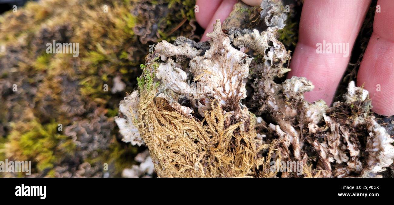 tree pelt lichen (Peltigera collina), Fungi, Nelson, BC V1L 7A9, Canada ...