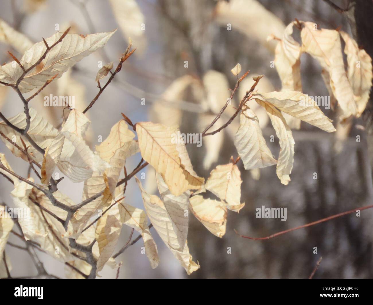 American beech (Fagus grandifolia), Plantae, Jocelyn, ON, Canada Stock ...