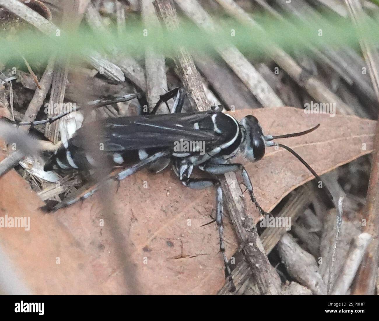 Spider Wasps (Pompilidae), Insecta, Kilsyth South VIC 3137, Australia ...