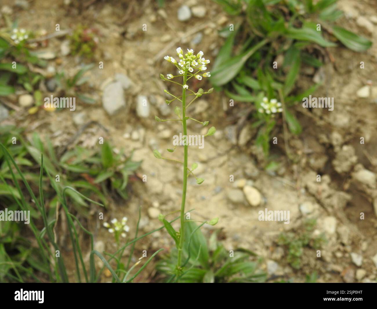 garlic penny-cress (Mummenhoffia alliacea), Plantae, Ohio, US Stock ...