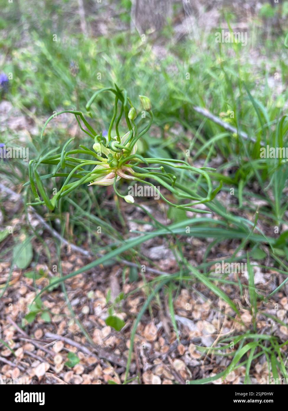 Canadian Meadow garlic (Allium canadense), Plantae, McKinney, TX, US ...