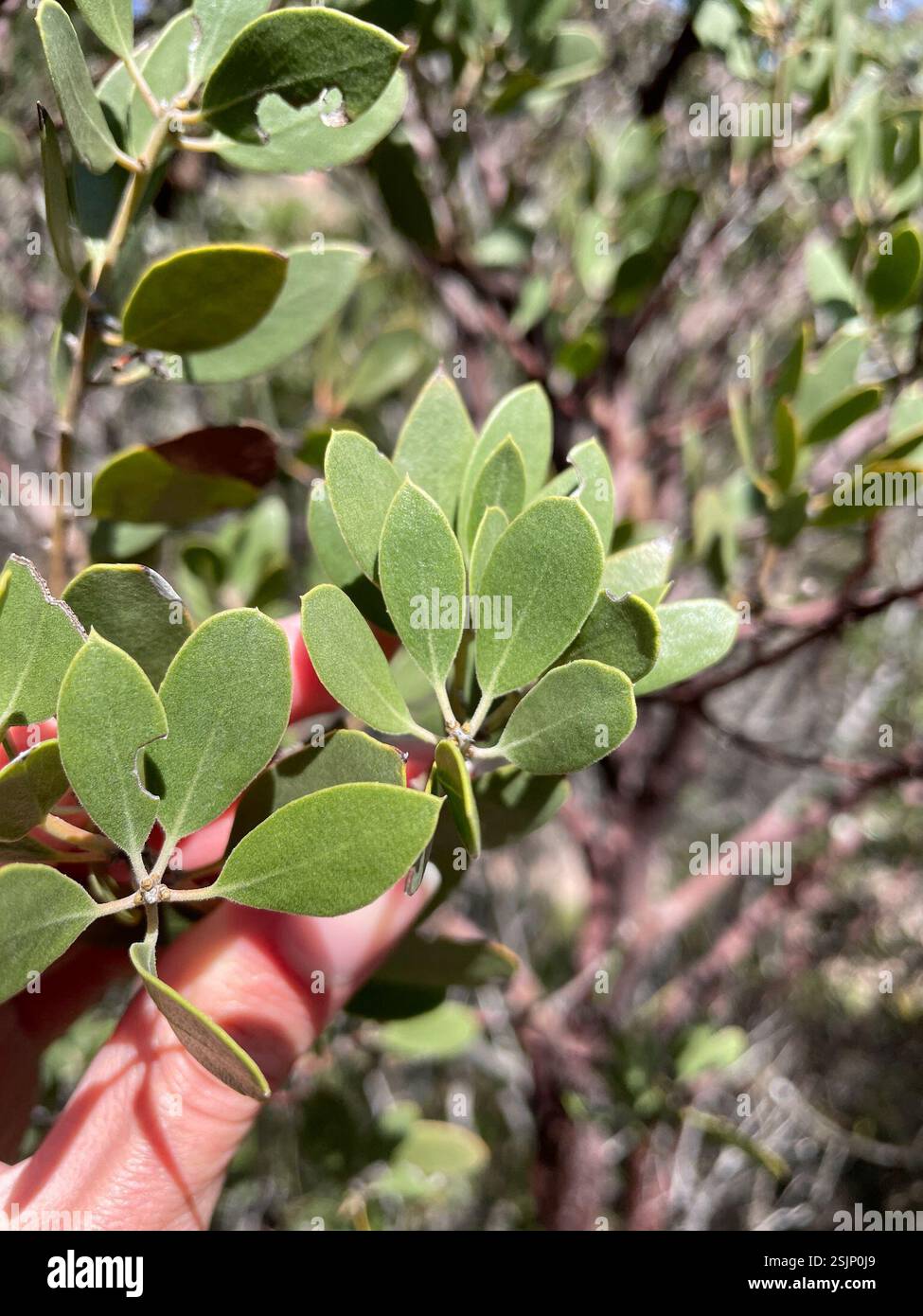 pointleaf manzanita (Arctostaphylos pungens), Plantae, San Benito ...