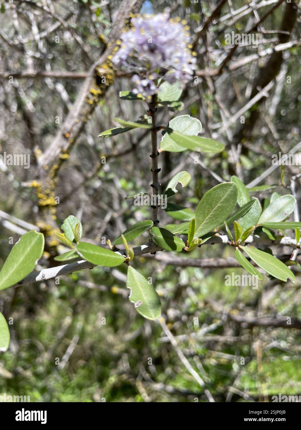Buckbrush (Ceanothus cuneatus), Plantae, San Benito County, CA, USA ...