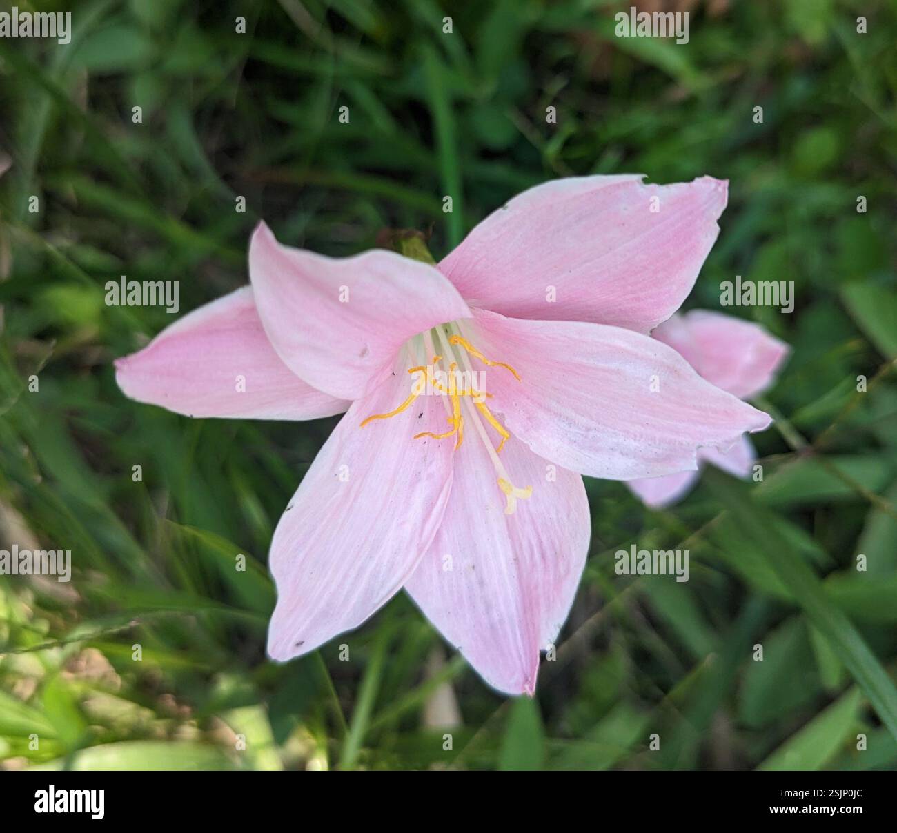 Rain lilies (Zephyranthes), Plantae, Patulul, GT-SU, GT Stock Photo - Alamy