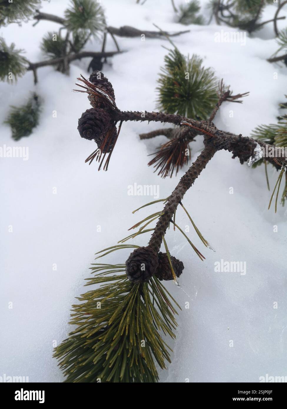 mountain pine (Pinus mugo), Plantae, Gmina Zawoja, Polen Stock Photo ...