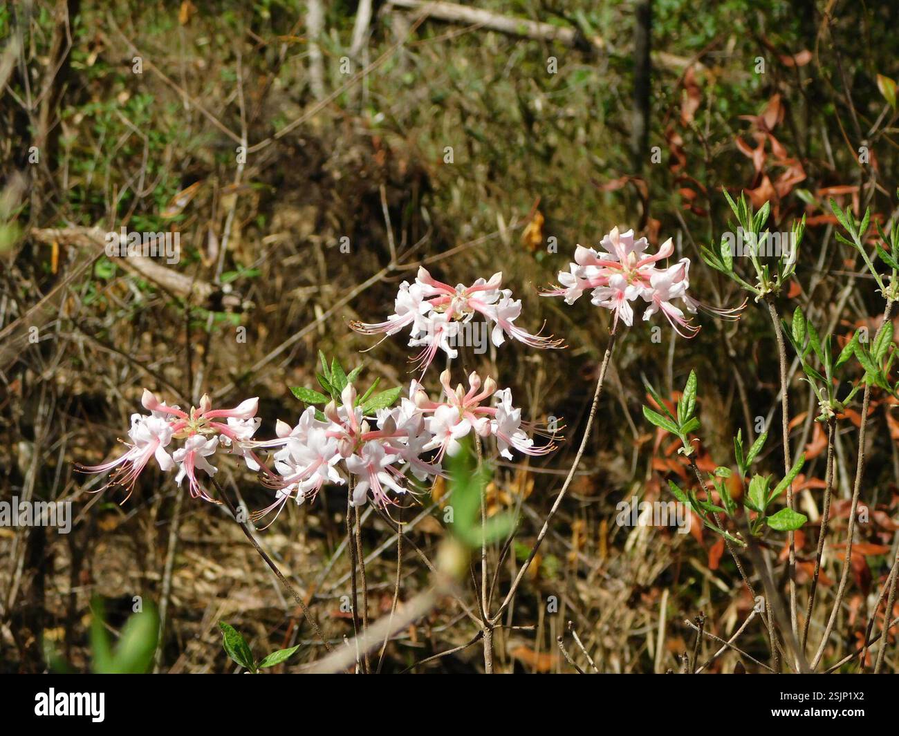 Southern Pinxter Azalea (Rhododendron canescens), Plantae, Falling ...