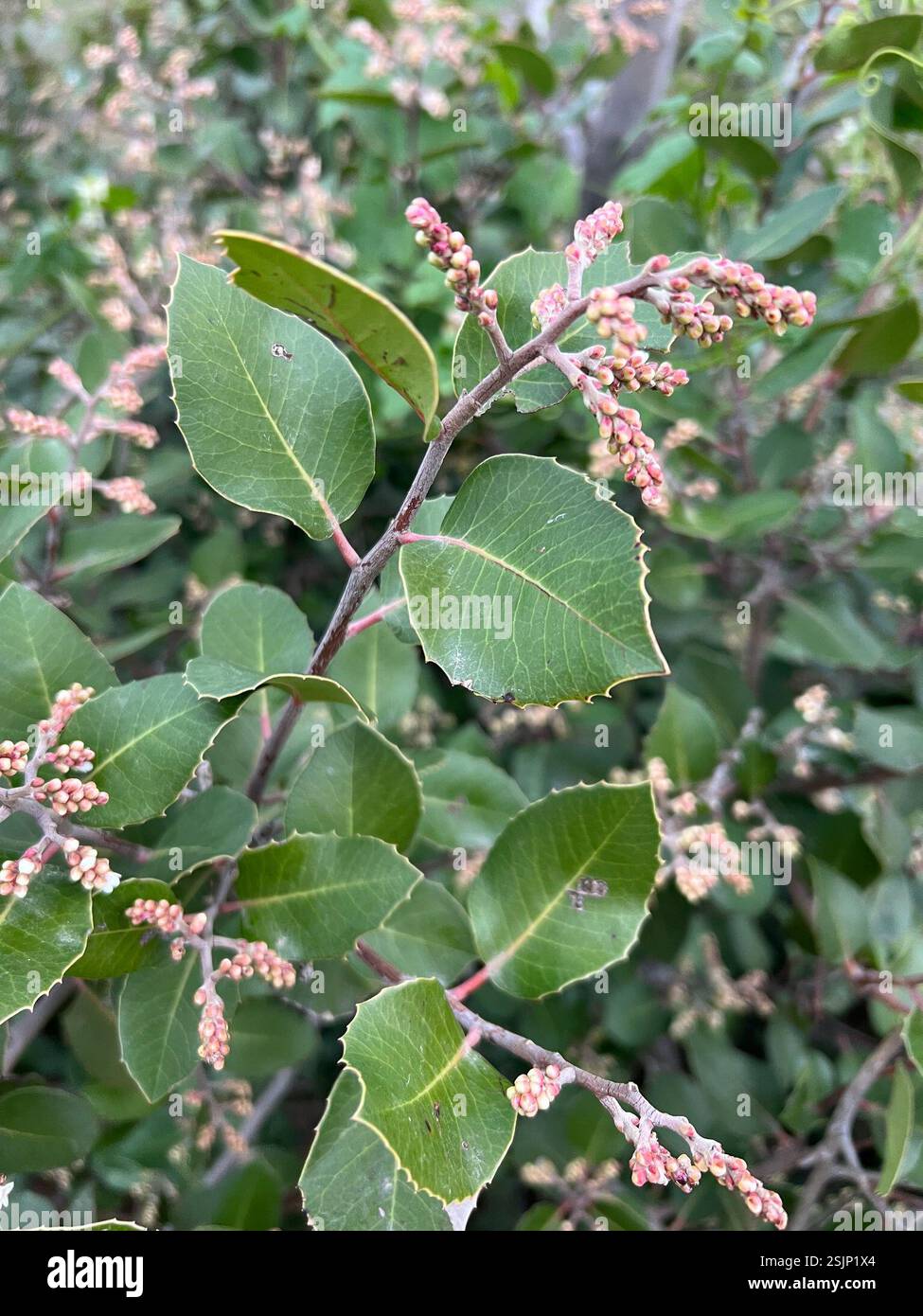 sugar bush × lemonade berry hybrid (Rhus integrifolia × ovata), Plantae, Anaheim Hills, Anaheim ...