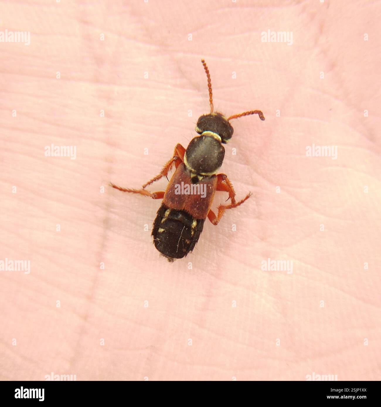 (Staphylinus caesareus), Insecta, Kosanin dol, Pancharevo, Bulgaria ...