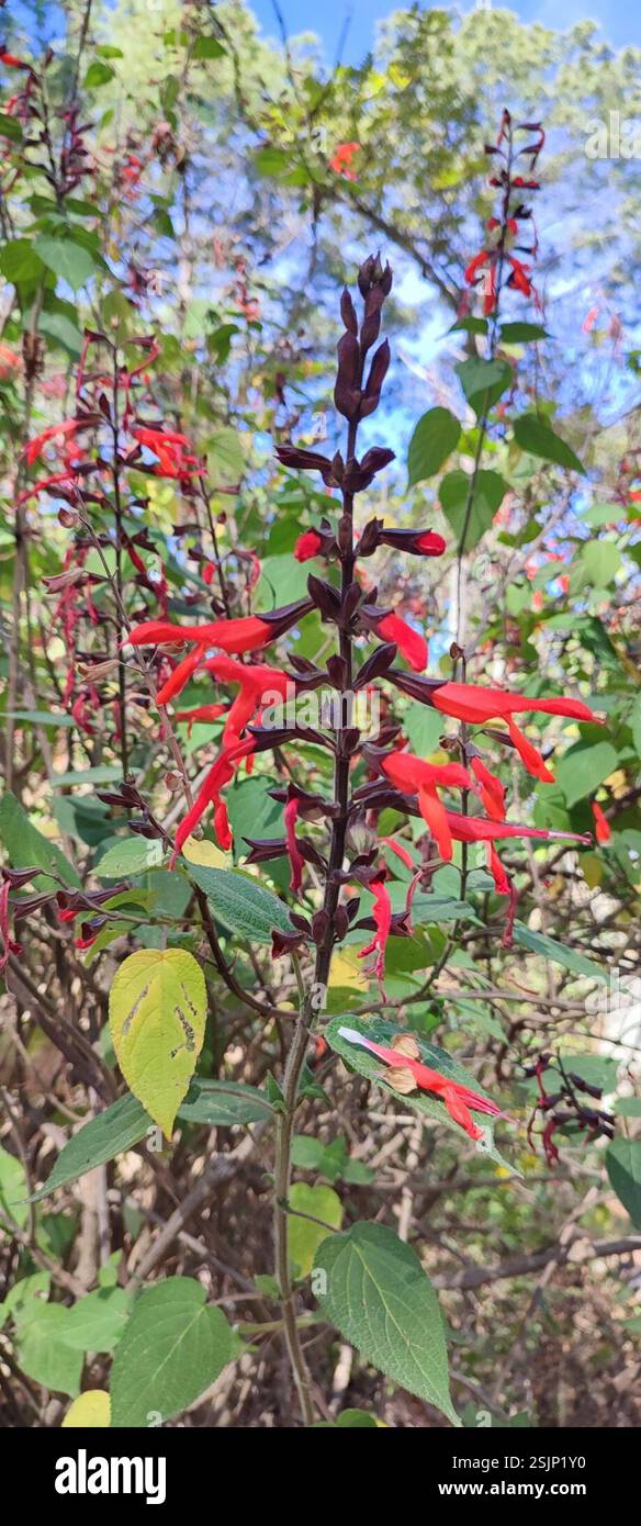 Chia Sage (Salvia gesneriiflora), Plantae, 46993 Jal., México Stock ...