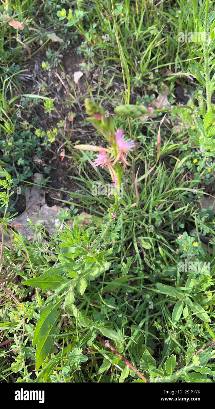 roadside gaura (Oenothera suffulta), Plantae, Great Northern Blvd ...