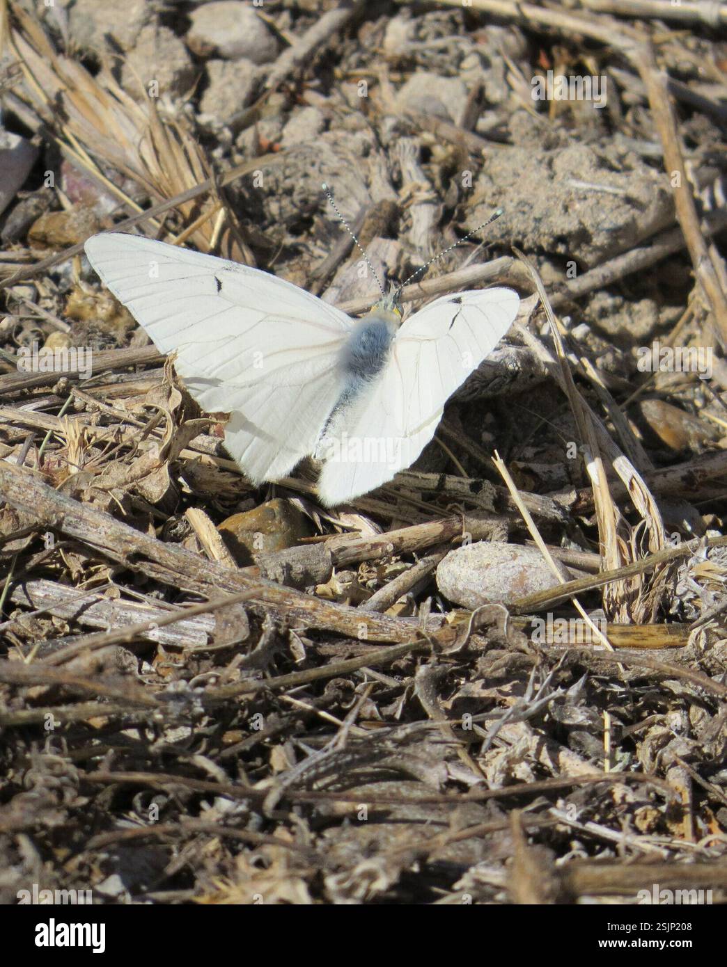 Common White Tatochila (Phulia mercedis), Insecta, Biedma Department ...