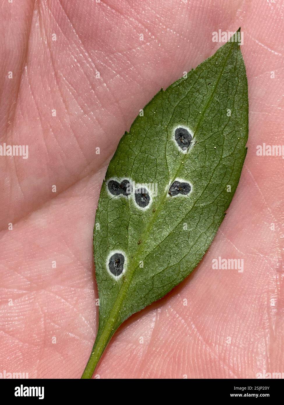 Carbonifera goldenrod gall midge (Asteromyia carbonifera), Insecta ...