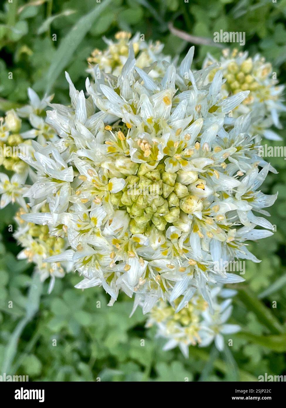 Fremont's Death Camas (Toxicoscordion fremontii), Plantae, Julia ...