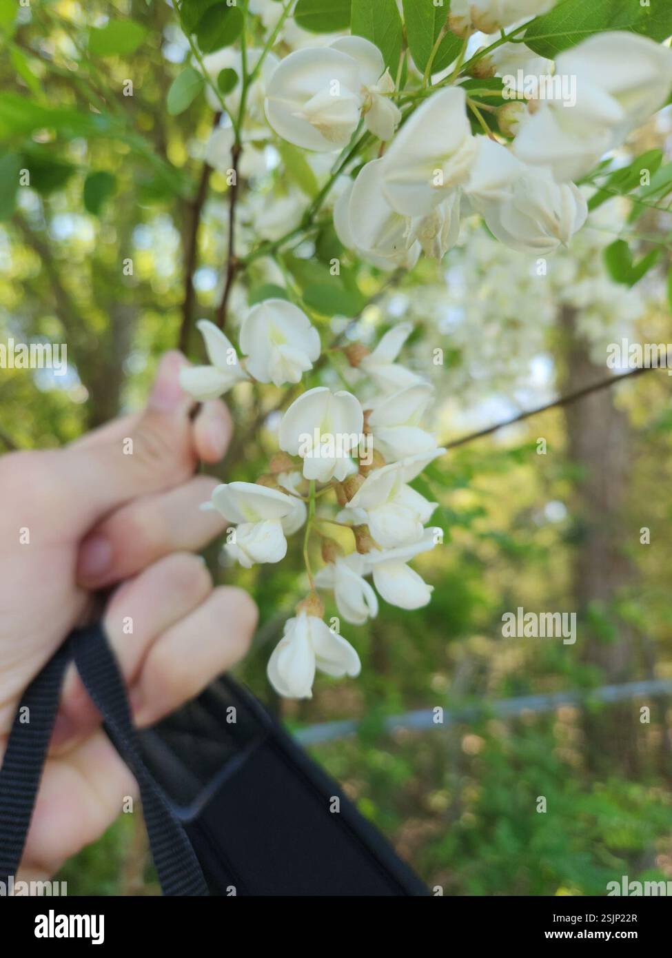 black locust (Robinia pseudoacacia), Plantae, High Island, Bolivar ...