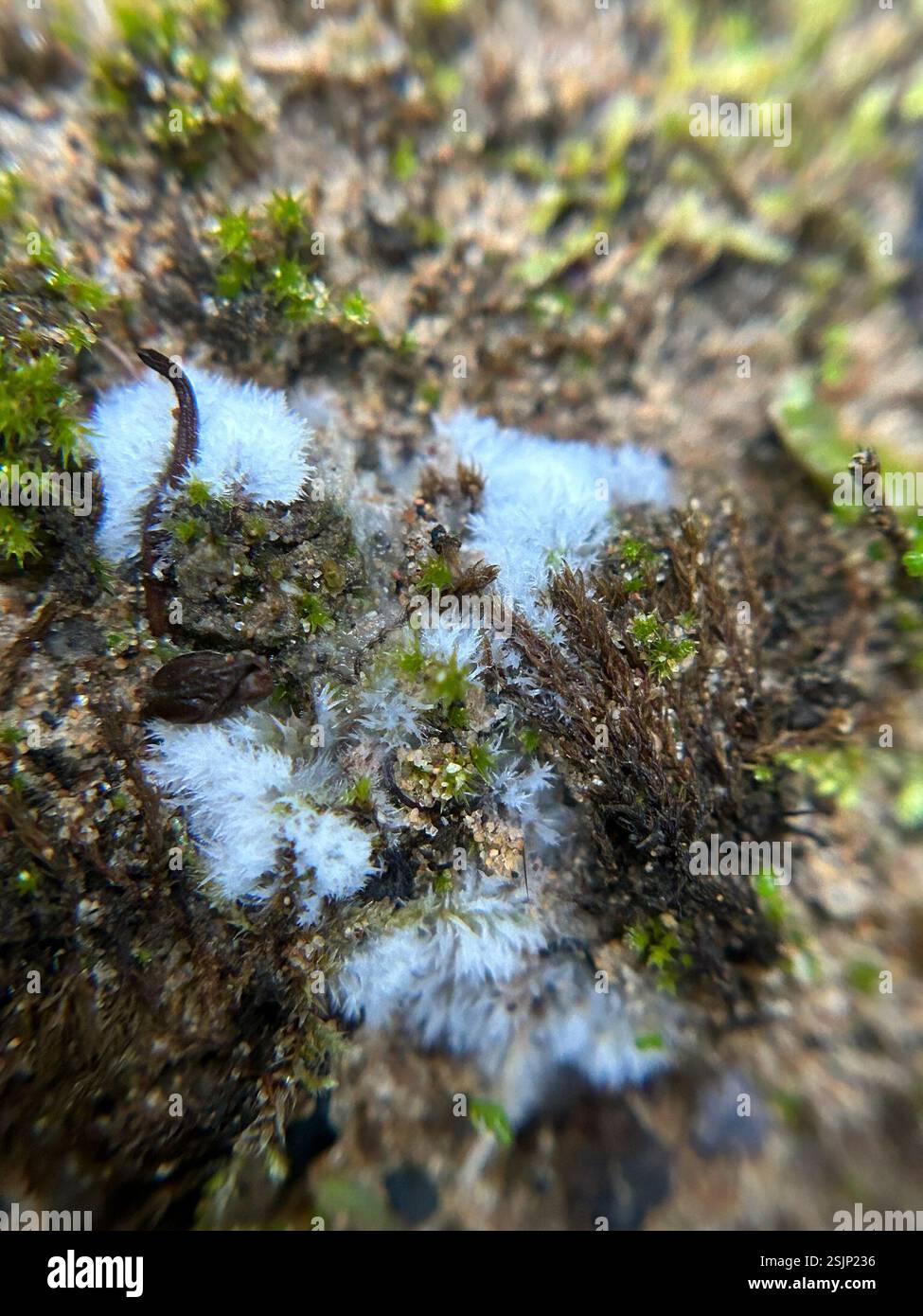 Fungi Including Lichens (Fungi), Fungi, Alamo Dr, Los Osos, CA, US, On ...