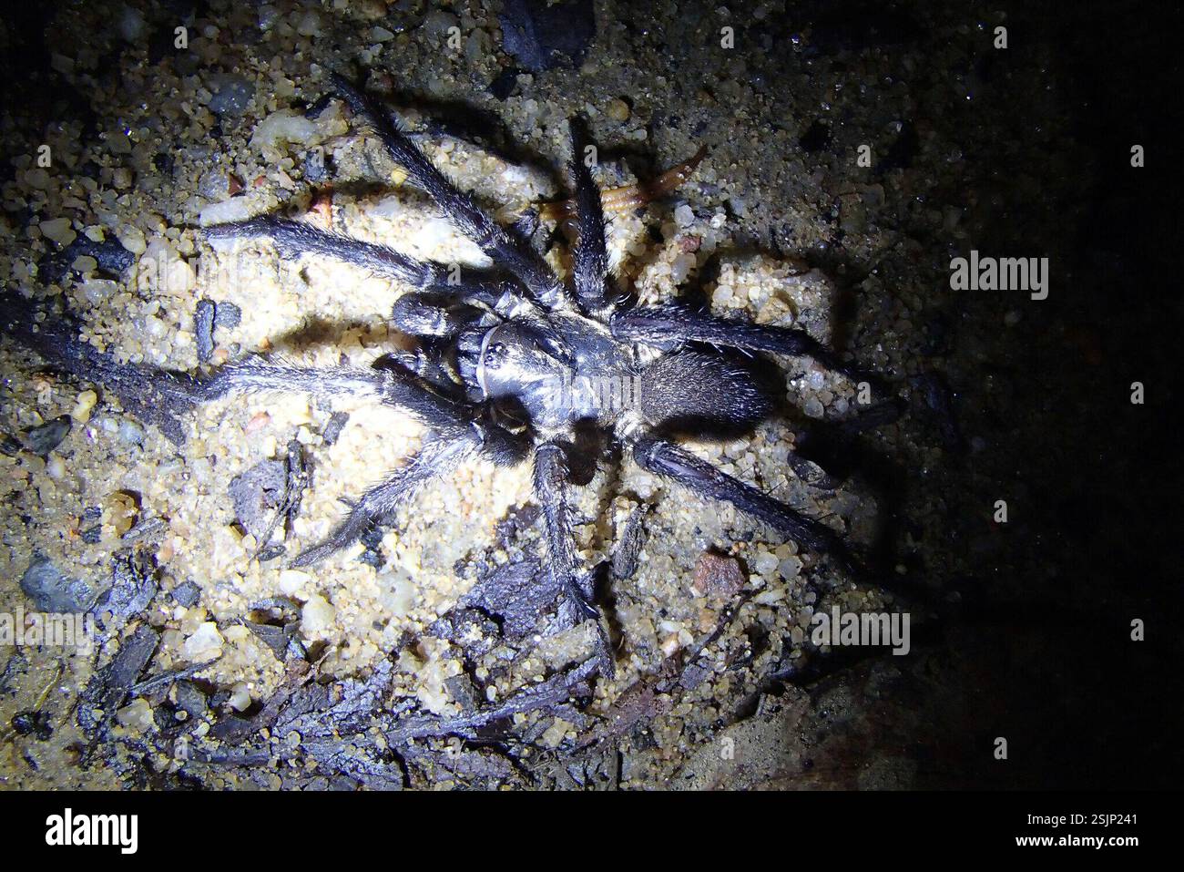 Brown Trapdoor Spiders (Arbanitis), Arachnida, 62 Railway Parade ...