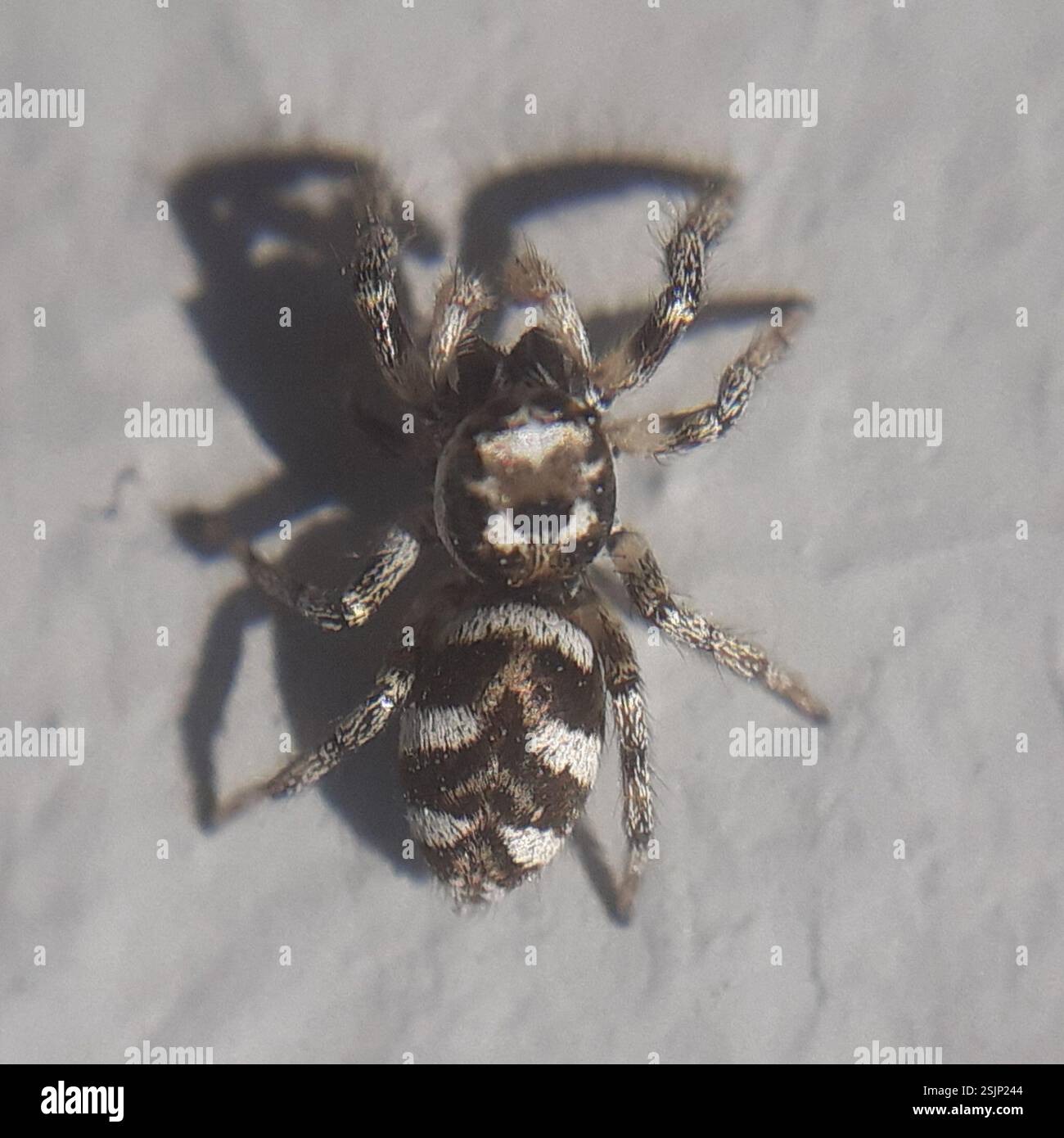 Zebra Jumping Spider (Salticus scenicus), Arachnida, Podgórze SKA, 30 ...