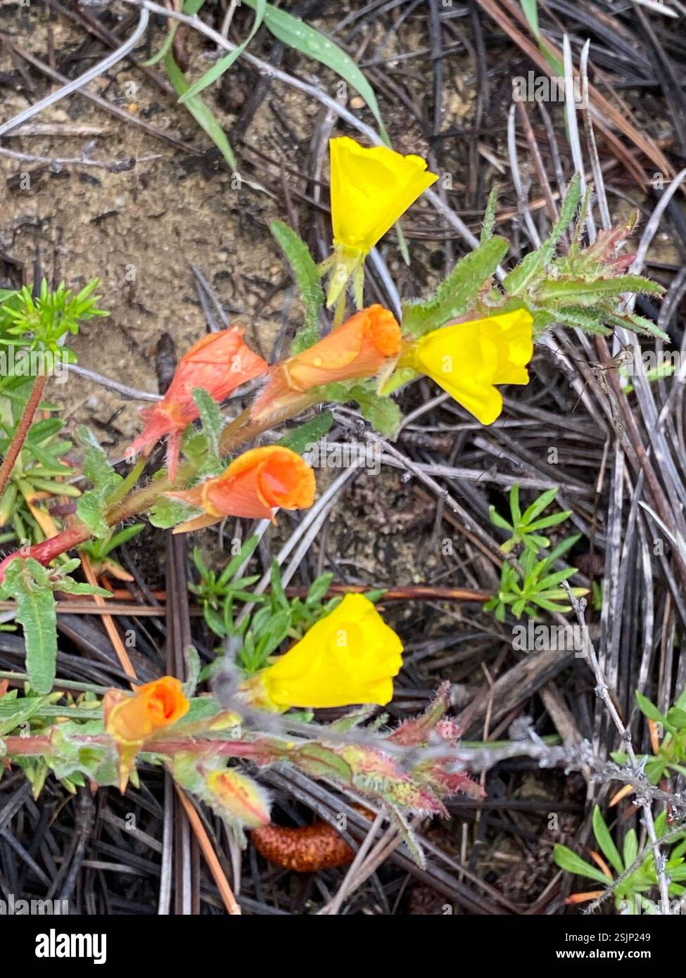 California sun cup (Camissoniopsis bistorta), Plantae, Crest Canyon ...