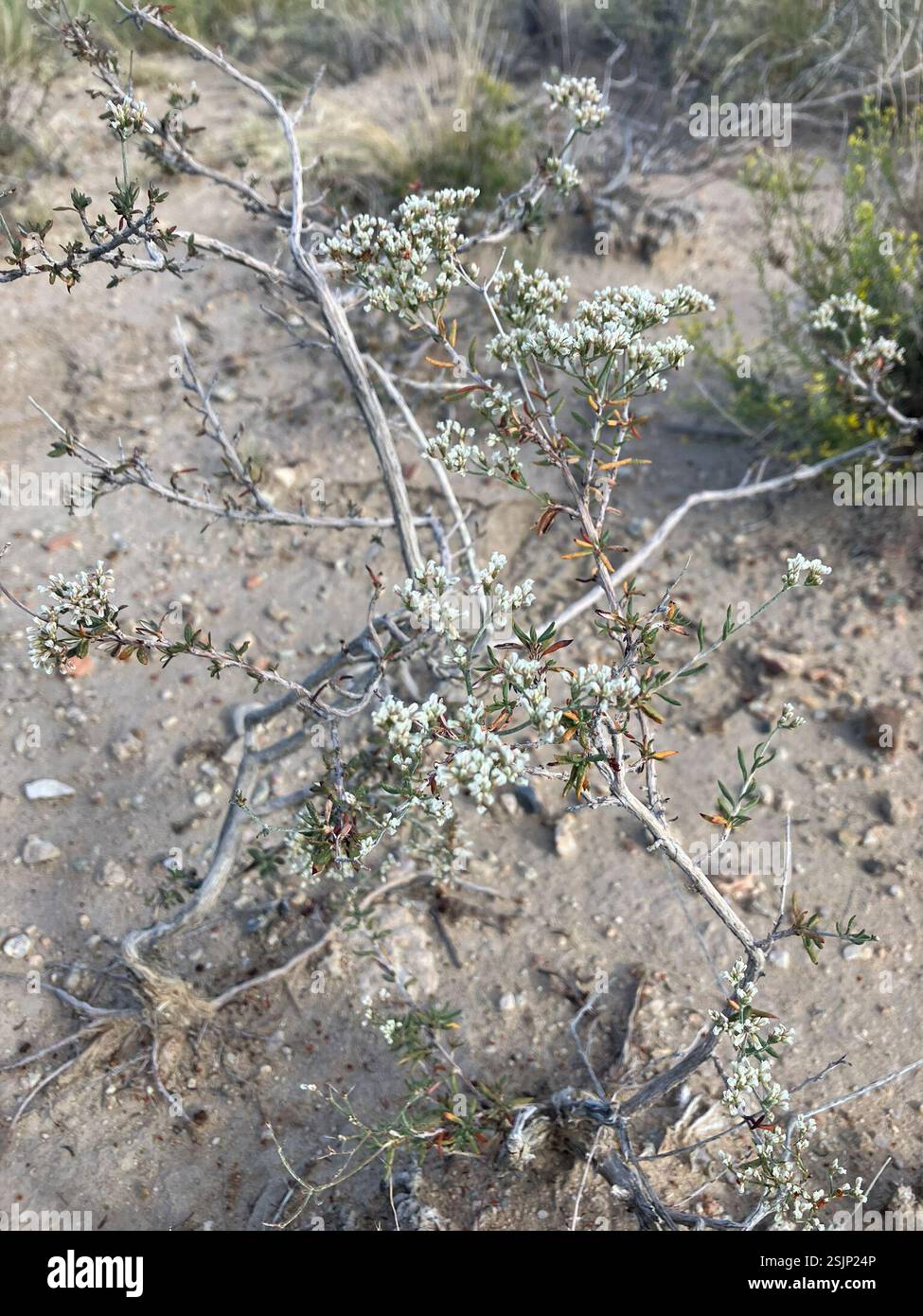 Simpson's Slender Buckwheat (Eriogonum microtheca simpsonii), Plantae ...