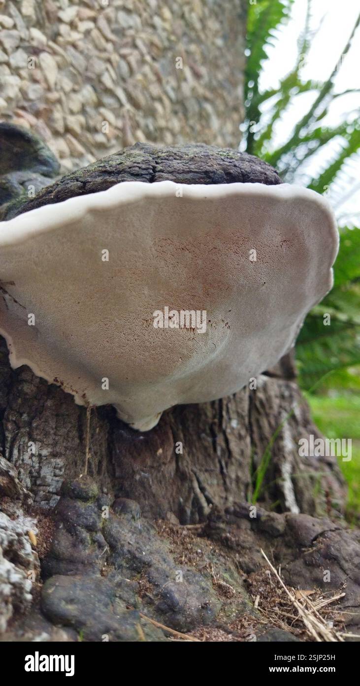 artist's bracket (Ganoderma applanatum), Fungi, Bodorp, George Stock ...