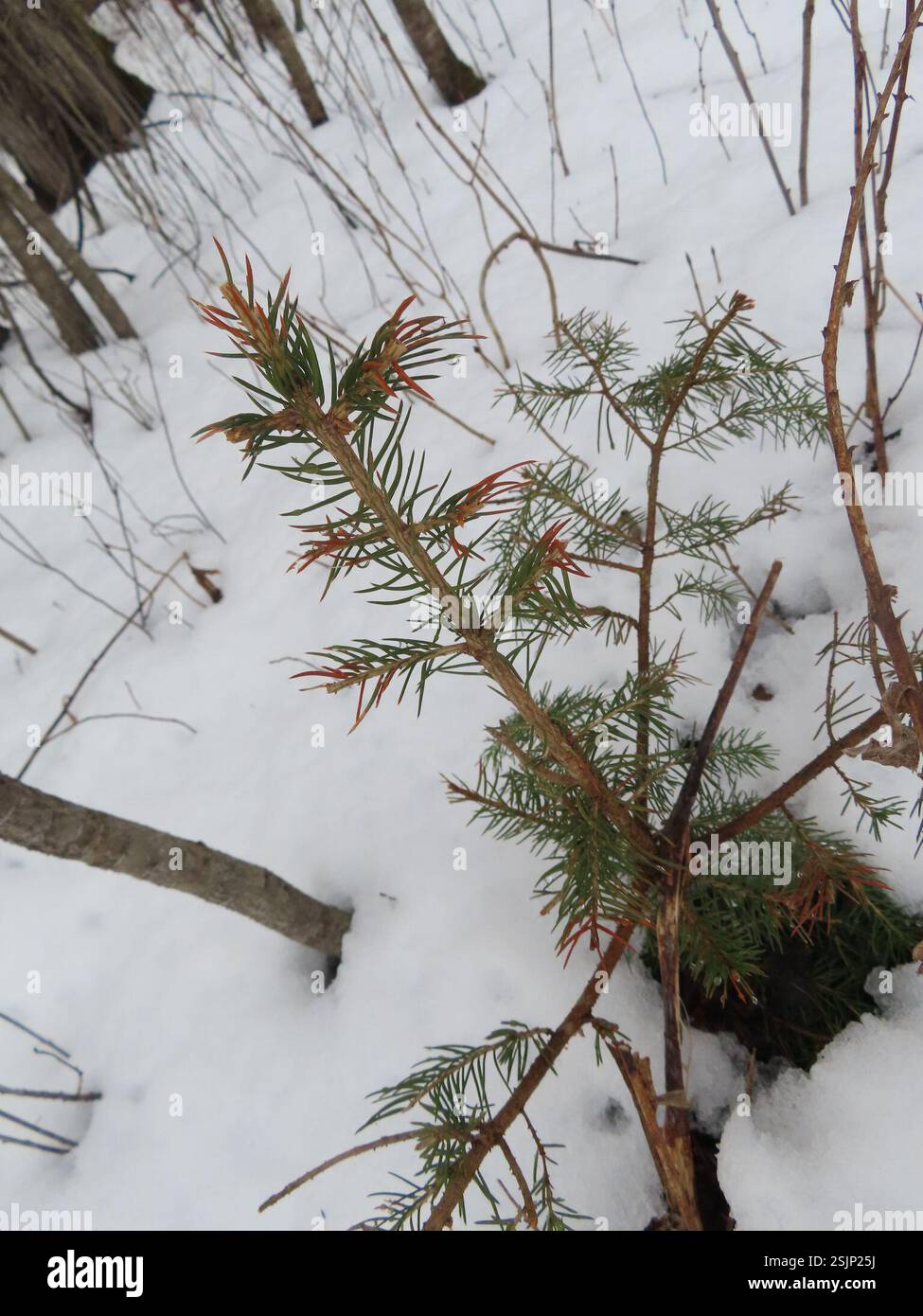 common juniper (Juniperus communis), Plantae, Waukesha County, WI, USA ...