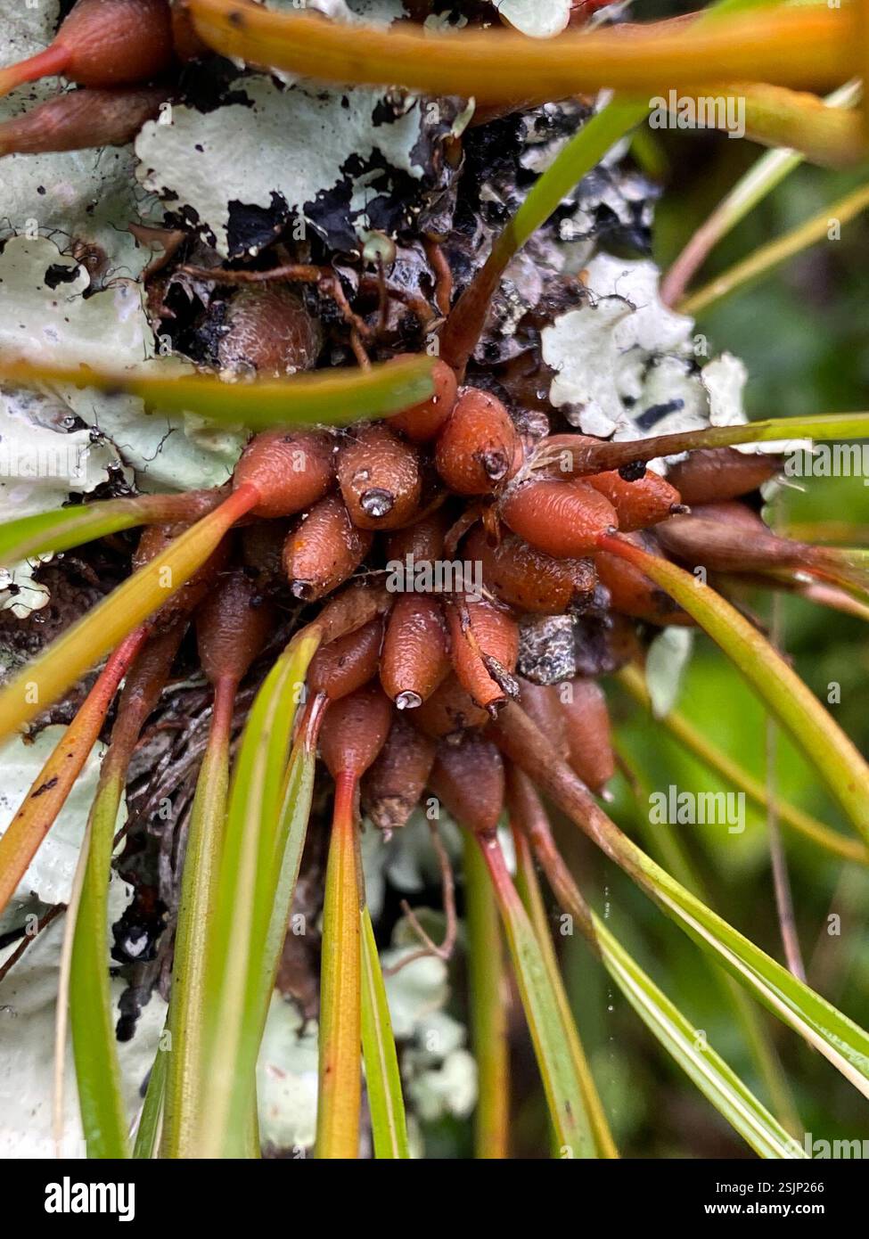 Lower Epidendroid Orchids (Epidendroideae), Plantae, Banaue, PH-IF, PH ...