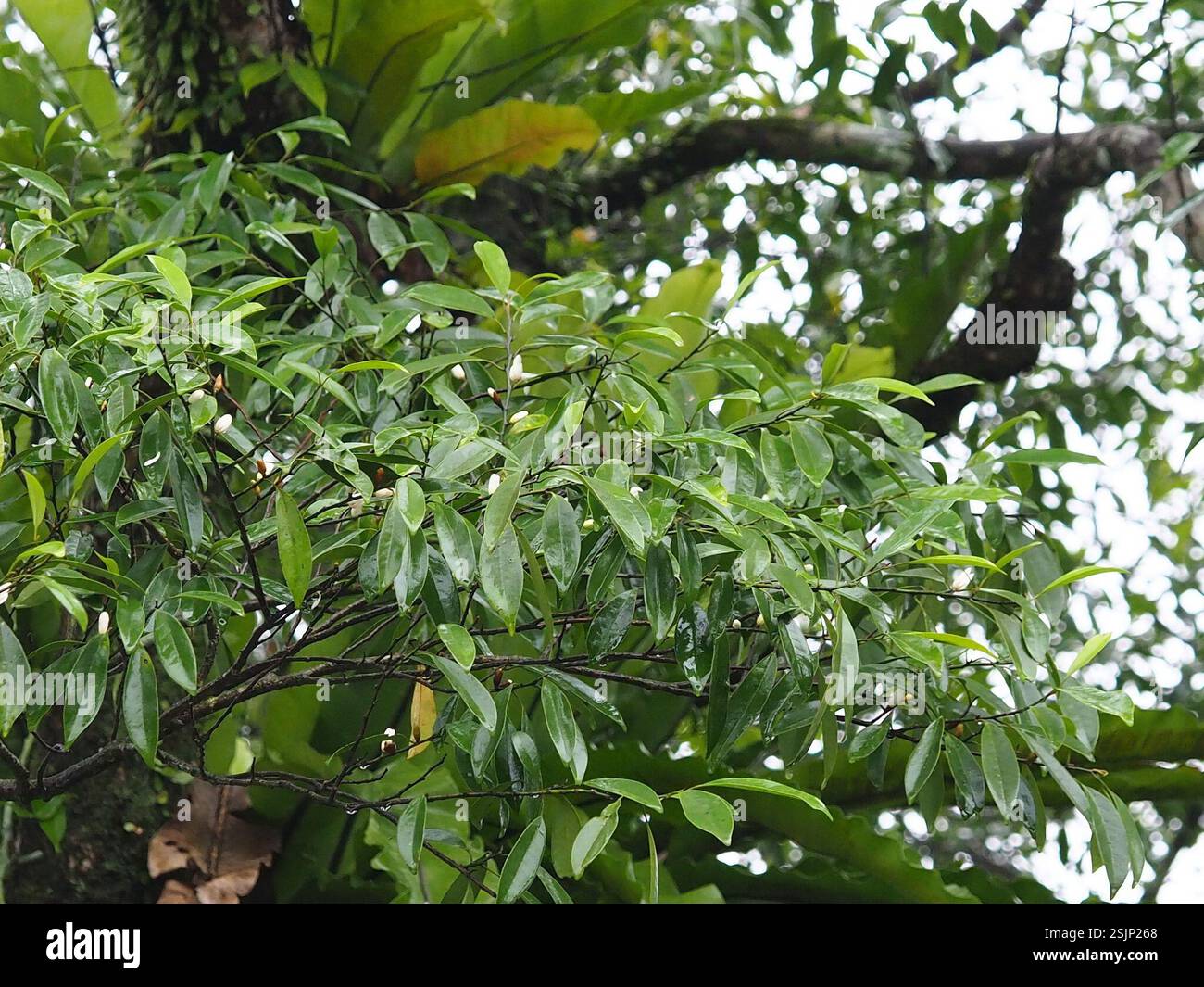 Formosan Michelia (Magnolia compressa formosana), Plantae, 台灣新北市 Stock ...