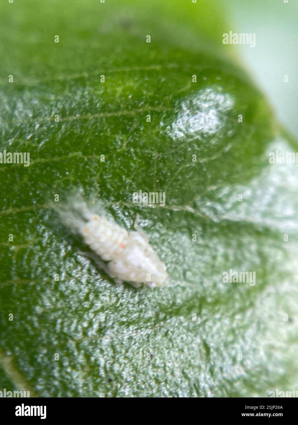Flatid Planthoppers (Flatidae), Insecta, Woodside Ave, Frankston South ...