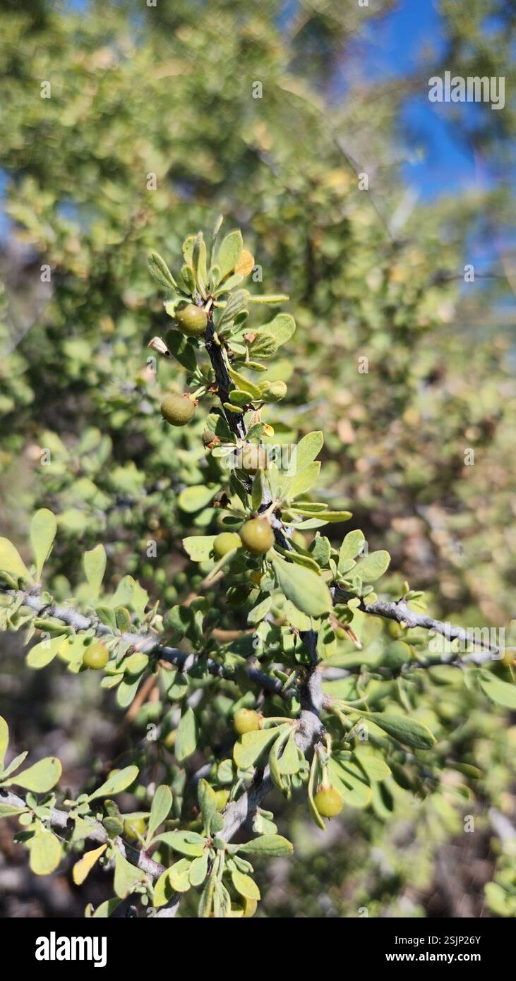 Bitter Snakewood (Condalia globosa), Plantae, Loreto, MX-BS, MX Stock ...