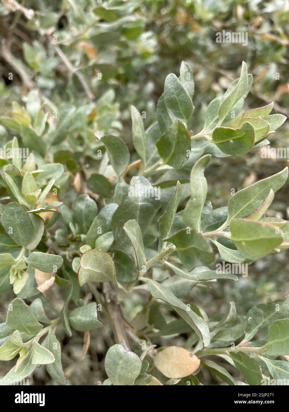 Saltbushes (Atriplex), Plantae, Santa Clara, California, United States ...