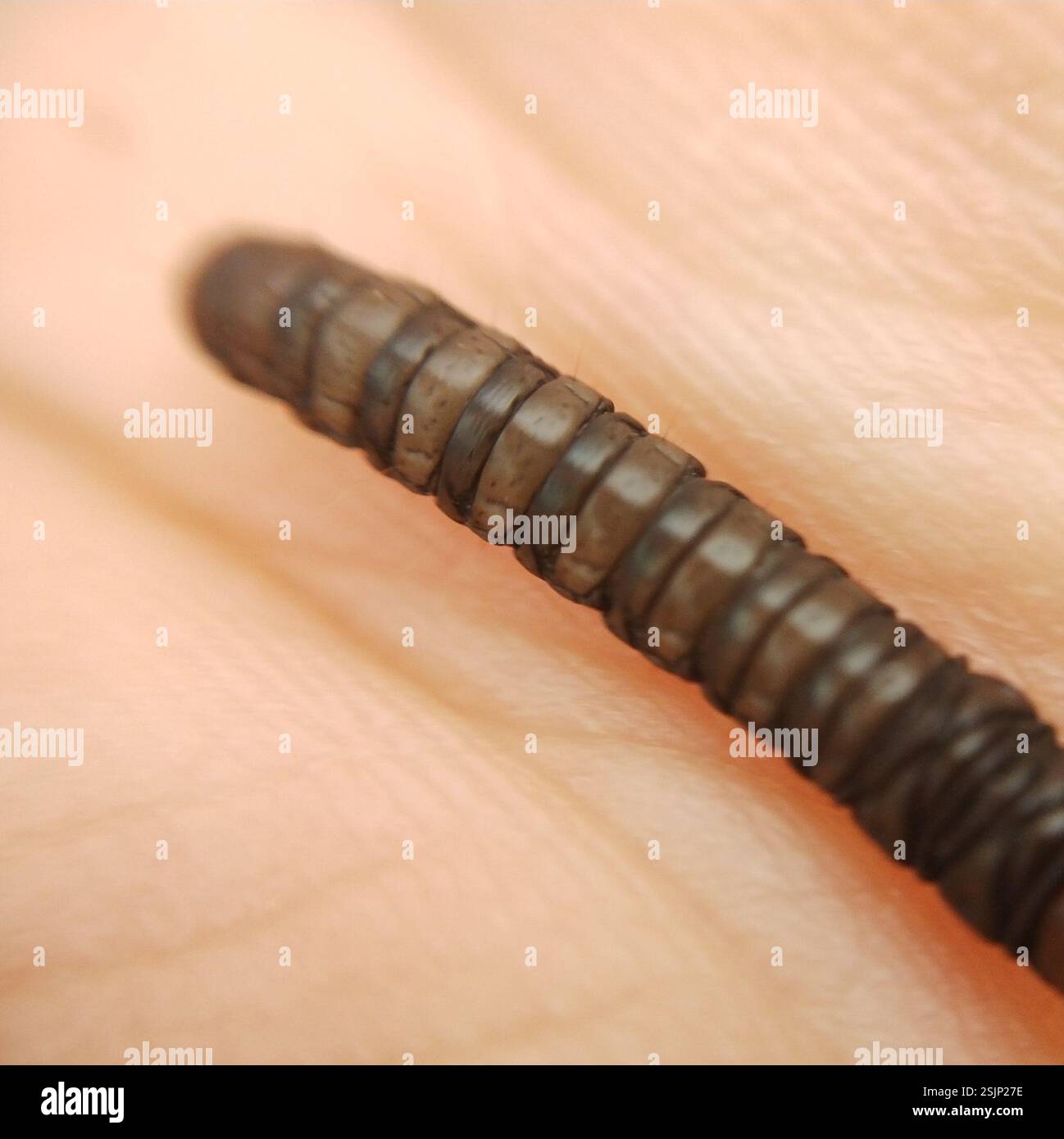 Tabby Moths (Aglossa), Insecta, Kosanin dol, Pancharevo, Bulgaria Stock ...