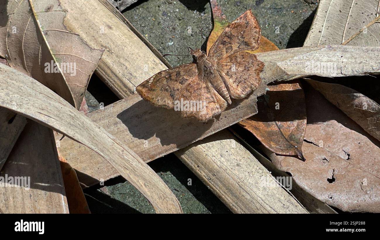 Common Spurwing (Antigonus erosus), Insecta, Calle los Muertos ...