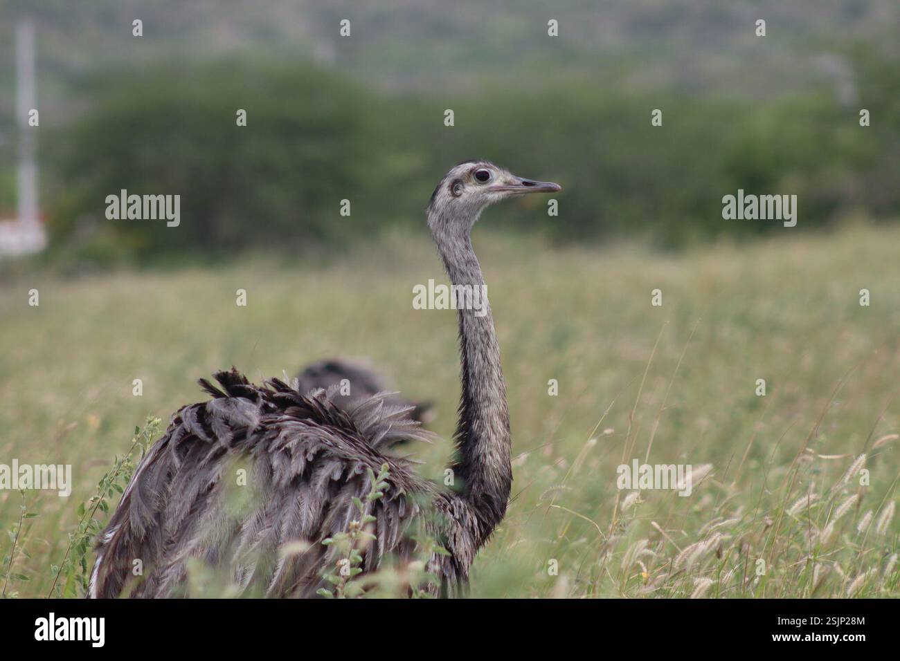Greater Rhea (Rhea americana), Aves, Fazenda Carnaúba - Área Total ...