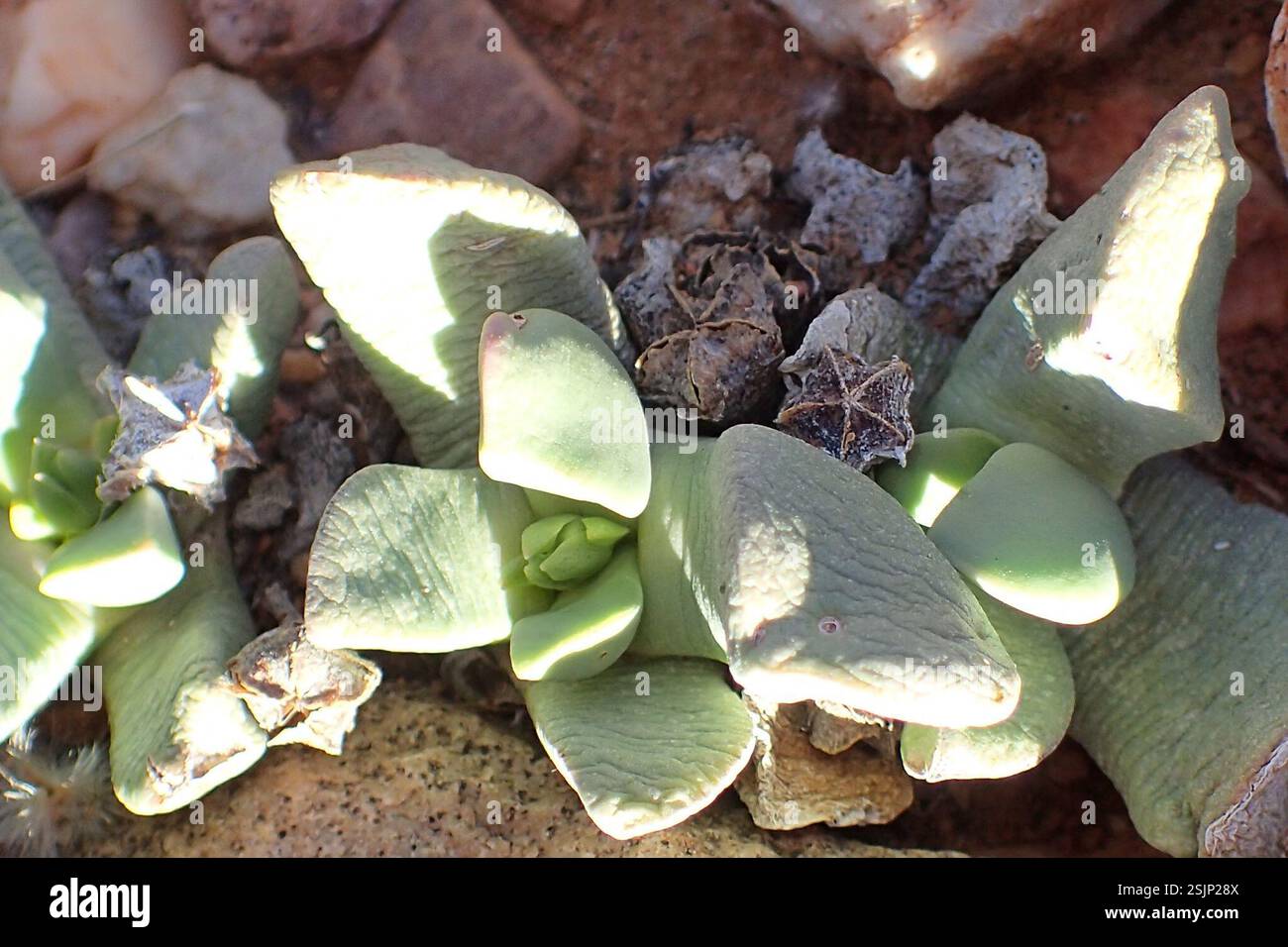 Clay Prince Albert Vygie (Bijlia dilatata), Plantae, Prince Albert ...