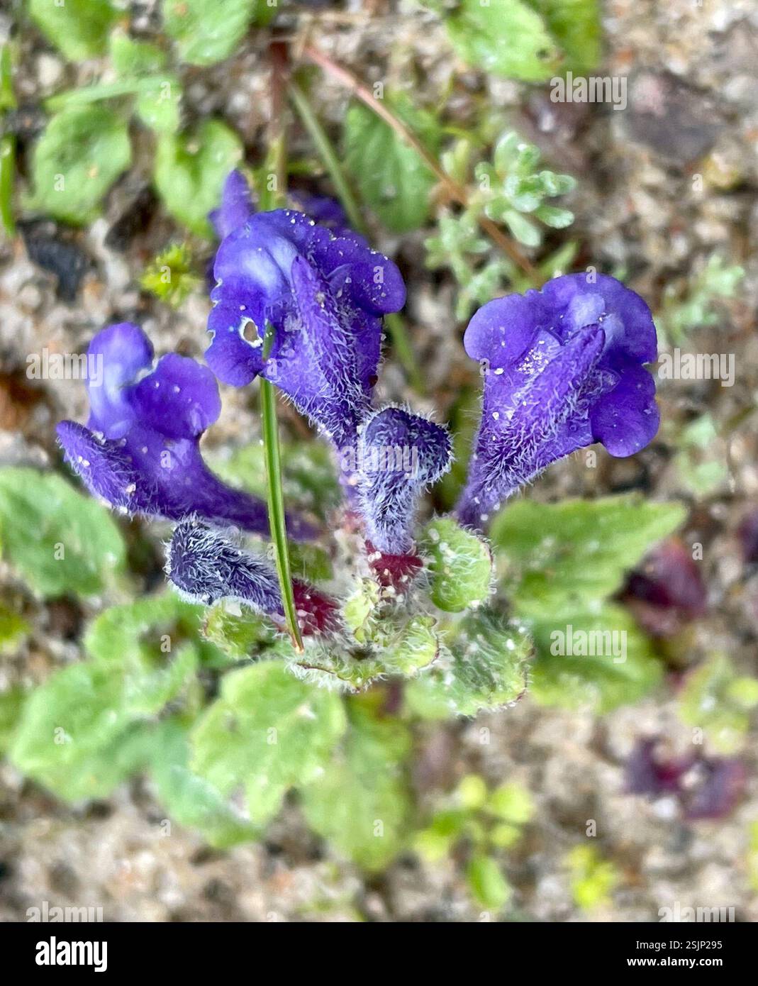 blue skullcap (Scutellaria tuberosa), Plantae, Seaside, CA, US, Link to ...