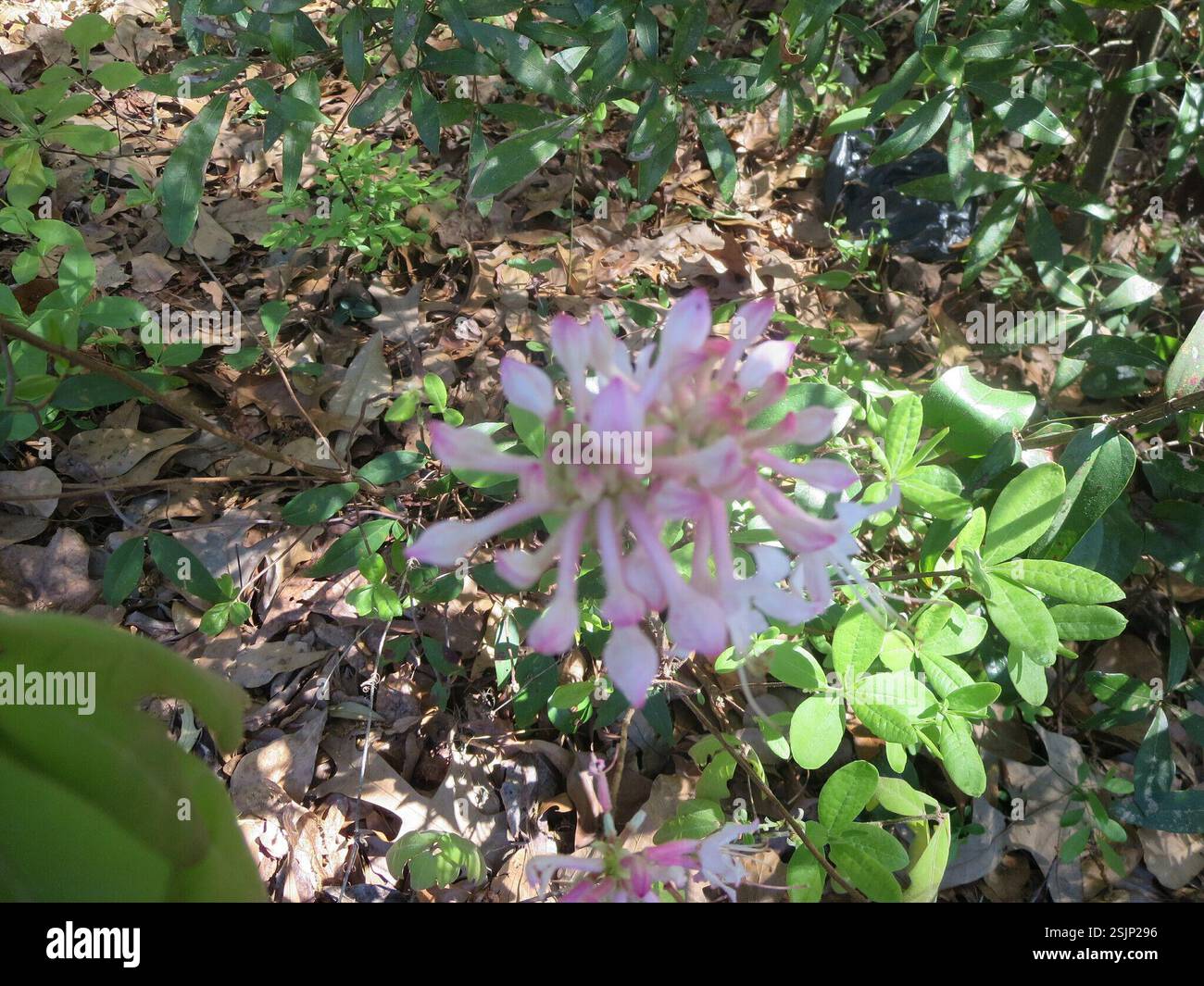 Southern Pinxter Azalea (Rhododendron canescens), Plantae, Windsor ...