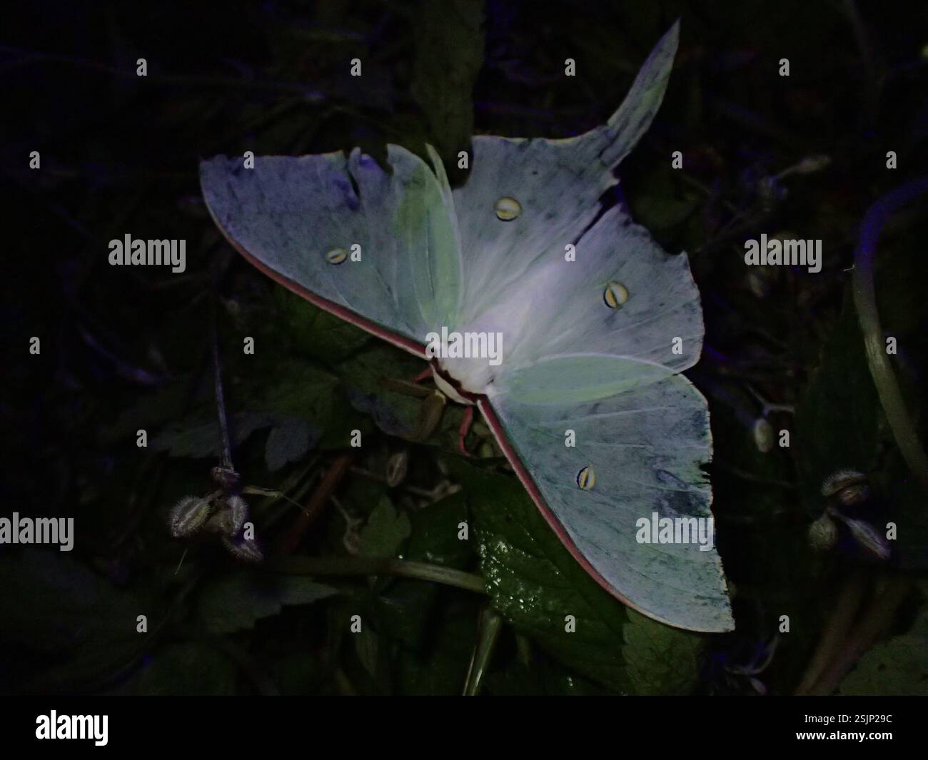 Japanese Moon Moth (Actias gnoma), Insecta, Japan Stock Photo - Alamy