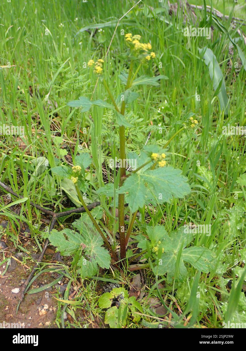 Pacific Sanicle (Sanicula crassicaulis), Plantae, Nimbus Overlook, Fair ...