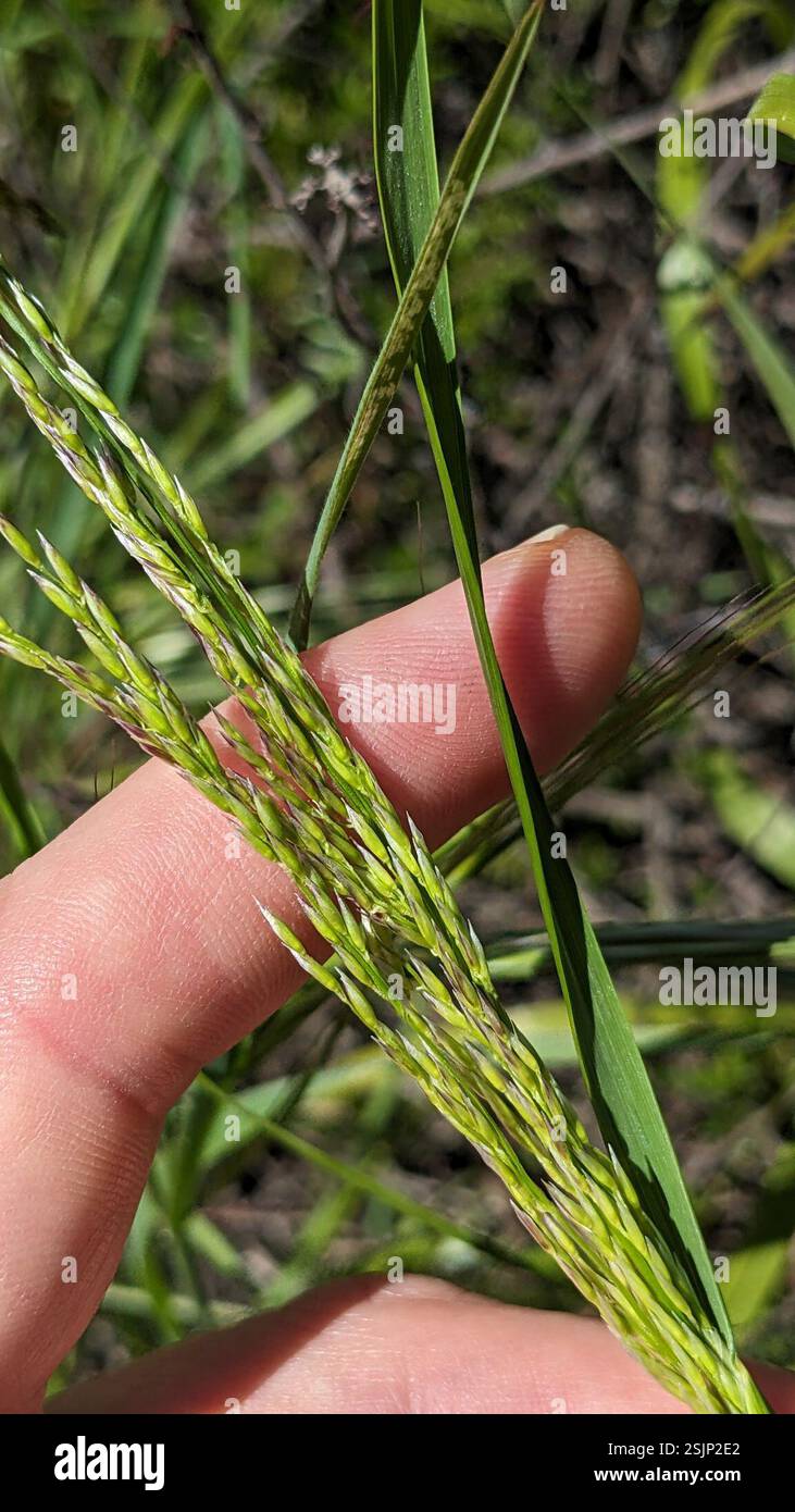 smallflower melicgrass (Melica imperfecta), Plantae, Los Angeles, CA ...