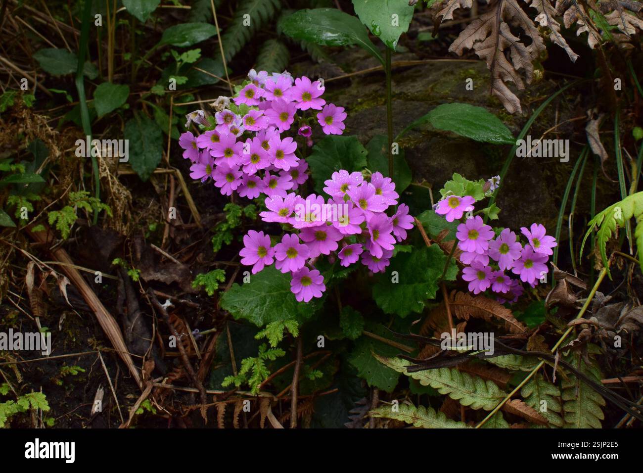 Poison Primrose (Primula obconica), Plantae, 中国贵州省黔南布依族苗族自治州龙里县 Stock ...