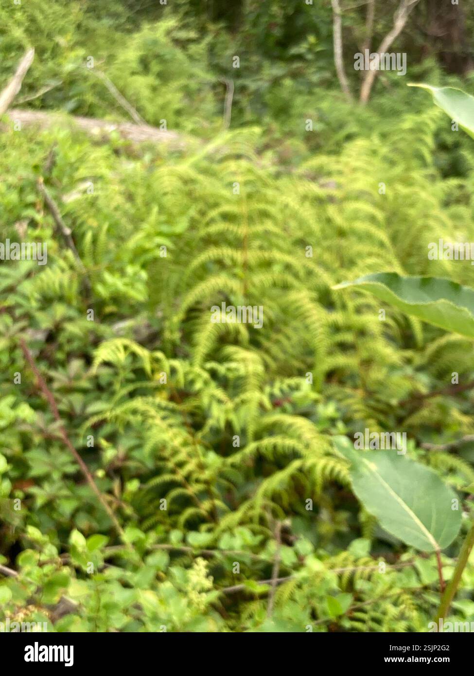 bracken family (Dennstaedtiaceae), Plantae, Te Waipounamu/South Island ...