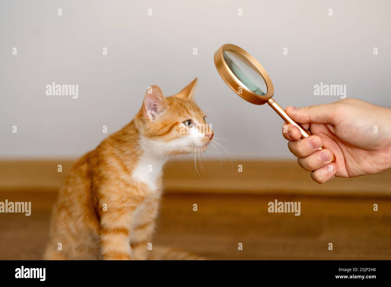 The owner looks at his orange cat through a magnifying glass. Self ...