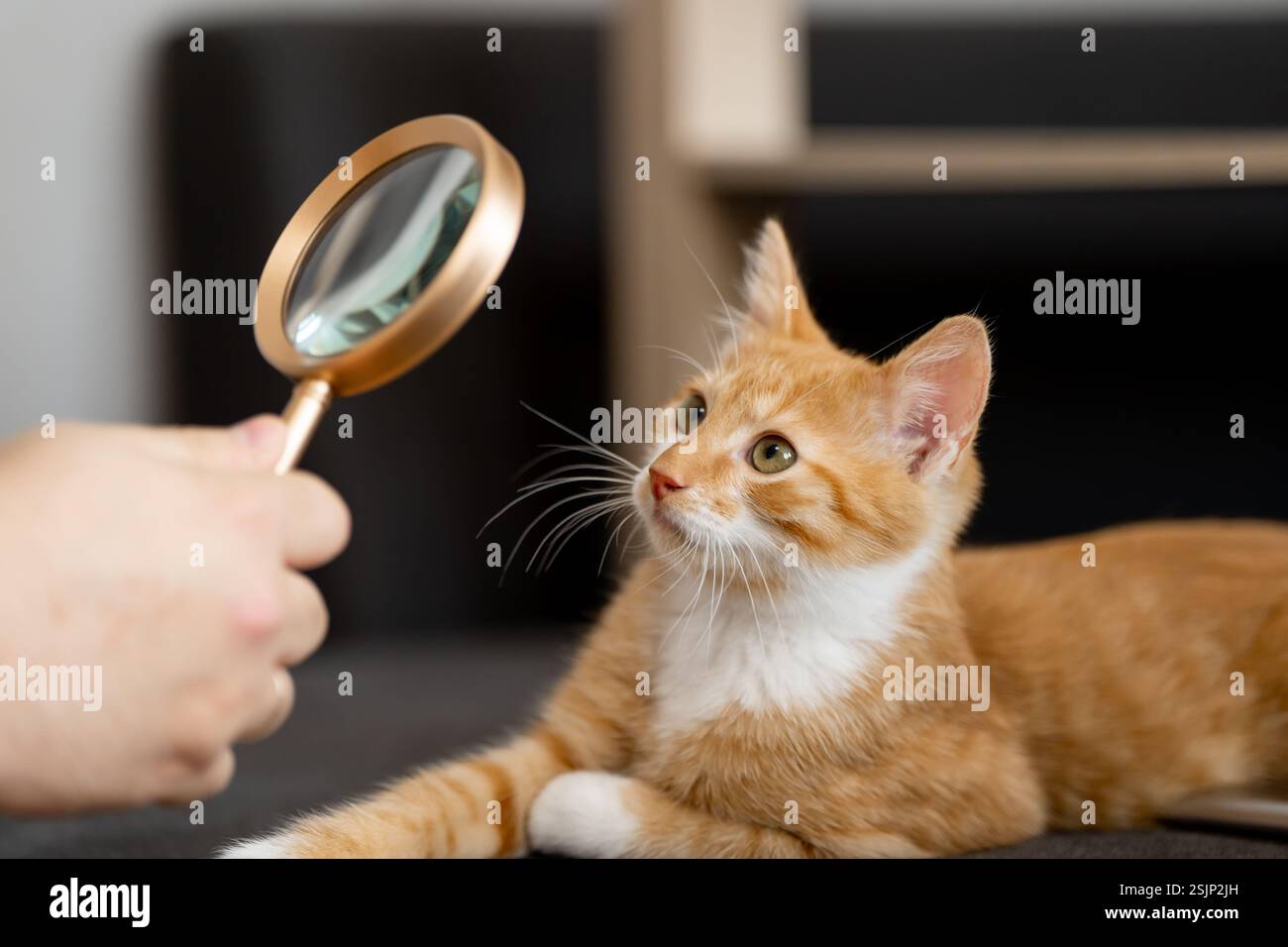 The owner looks at his orange cat through a magnifying glass. Self ...