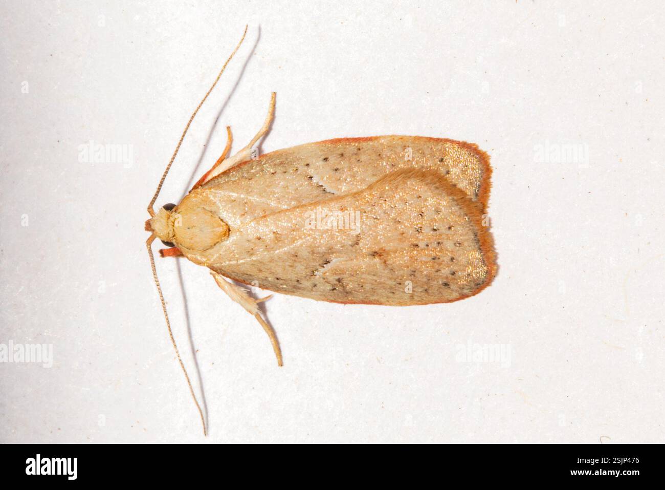 Mountain Beech Flat Moth (Proteodes carnifex), Insecta, Mount Hamilton ...