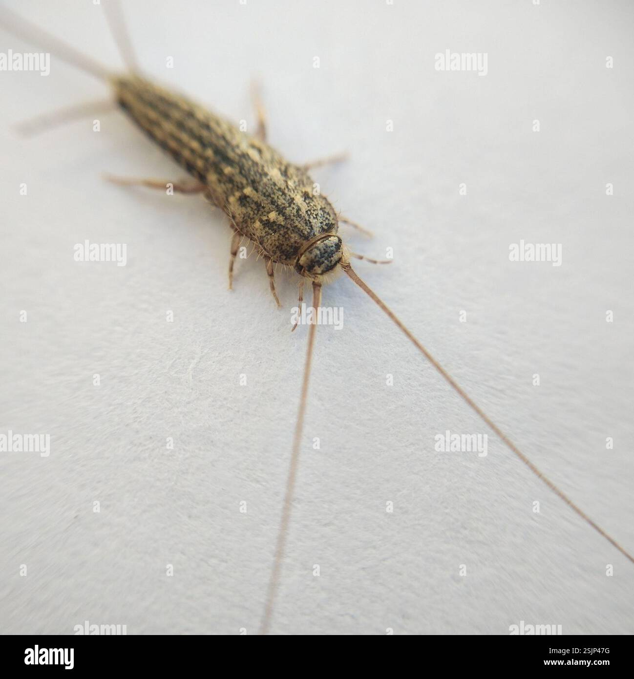 Four-lined Silverfish (Ctenolepisma lineatum), Insecta, Kosanin dol ...